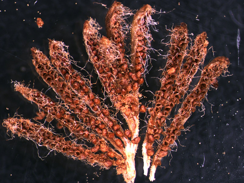 Schizaea bifida - The University of Auckland